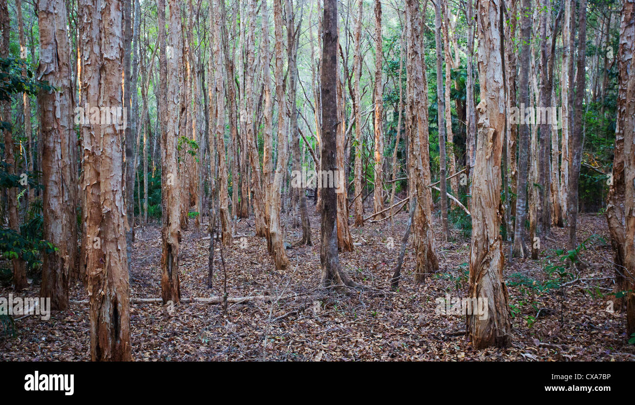 Australian paperbark tree hi-res stock photography and images - Alamy