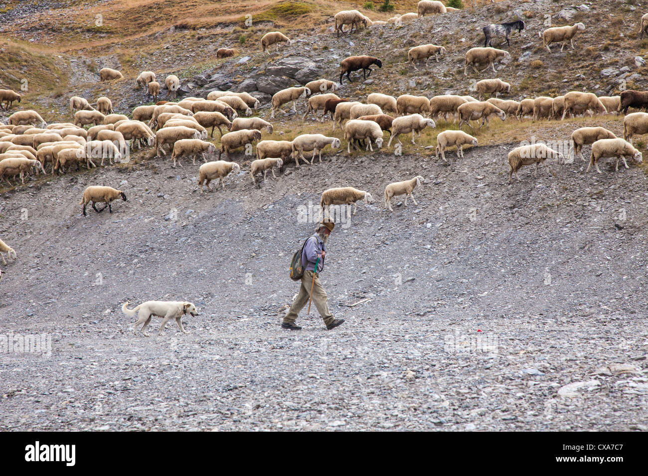 Shepherd with his animals hi-res stock photography and images - Alamy