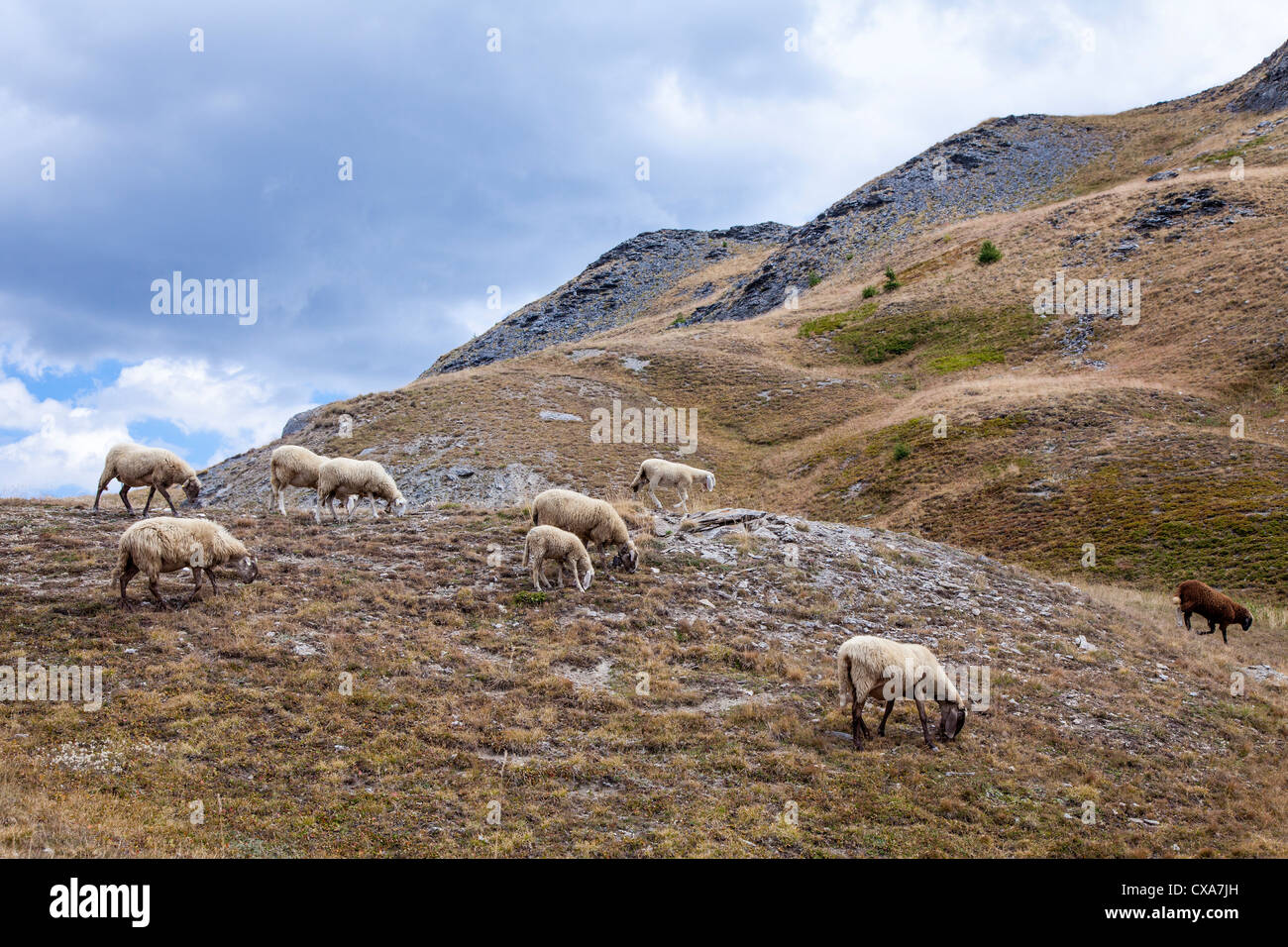 Sheep on the mountain summer pastures near Sestriere, Italy Stock Photo ...