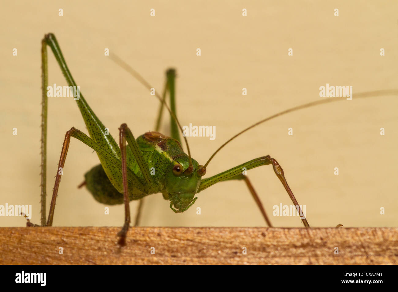 Male Speckled Bush-cricket (Leptophyes punctatissima) sat on door frame ...