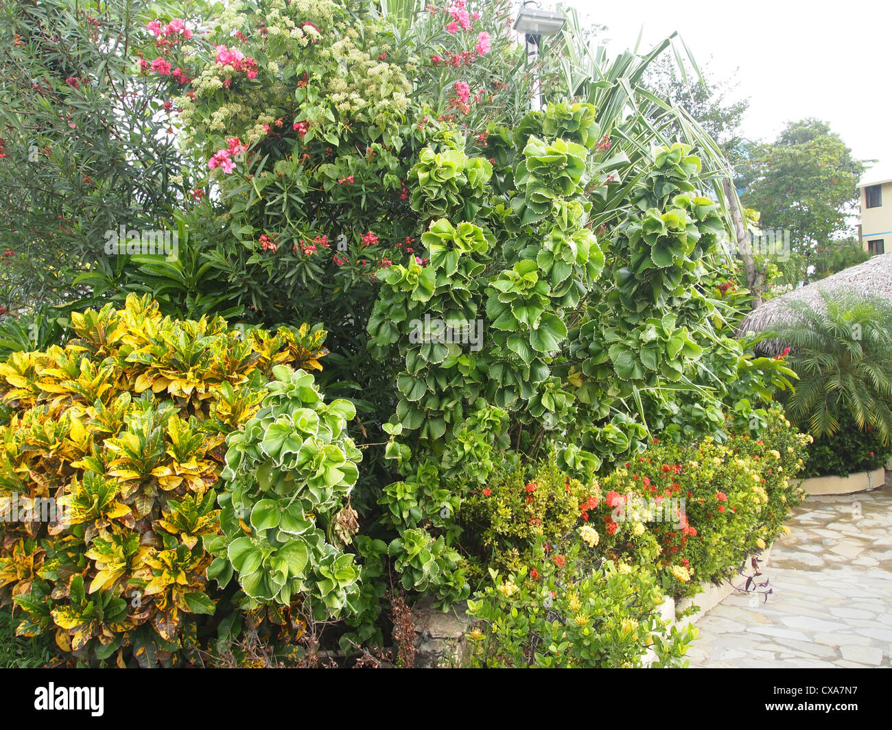 A colorful garden Stock Photo - Alamy