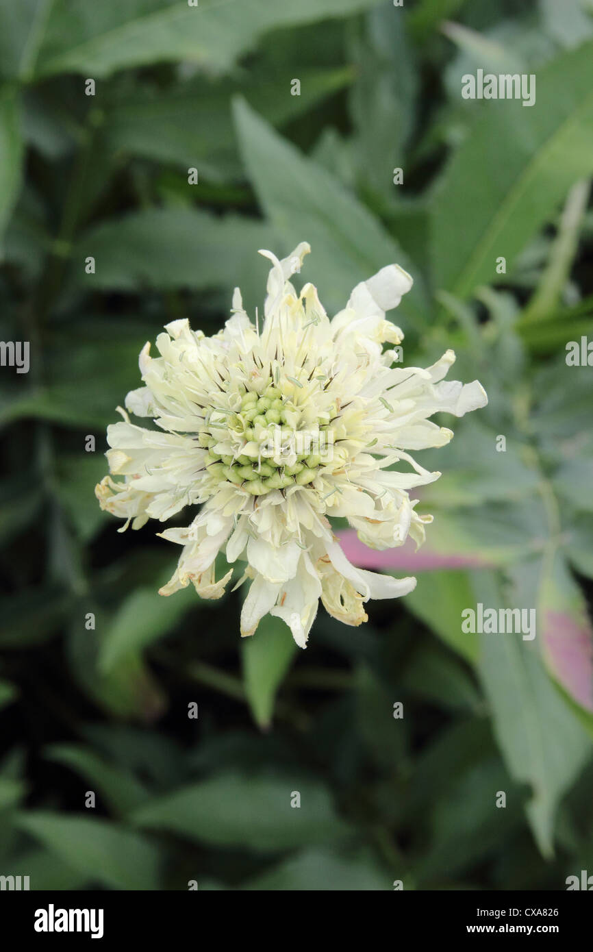 Cephalaria gigantea (syn. C. tataria ) Giant Scabious Stock Photo - Alamy