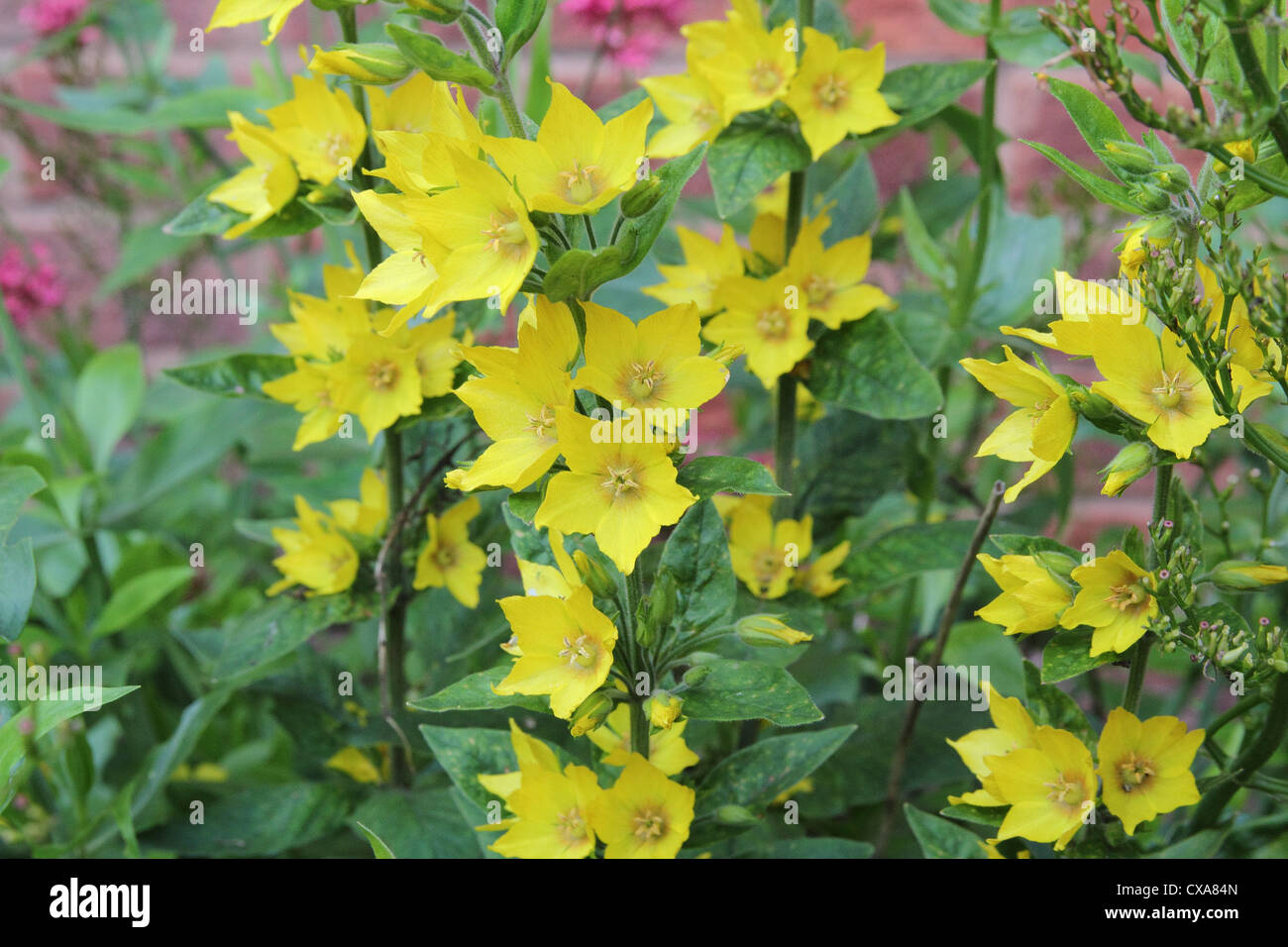 Lysimachia Vulgaris Flower High Resolution Stock Photography and Images ...