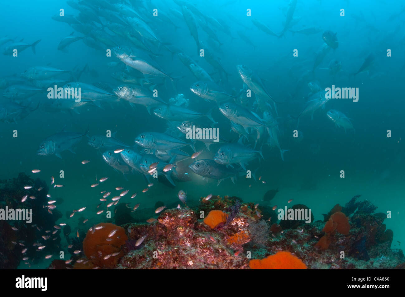 Jack fish hi-res stock photography and images - Alamy