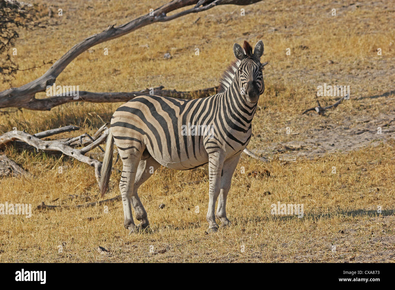 Zebra nationalpark hi-res stock photography and images - Alamy