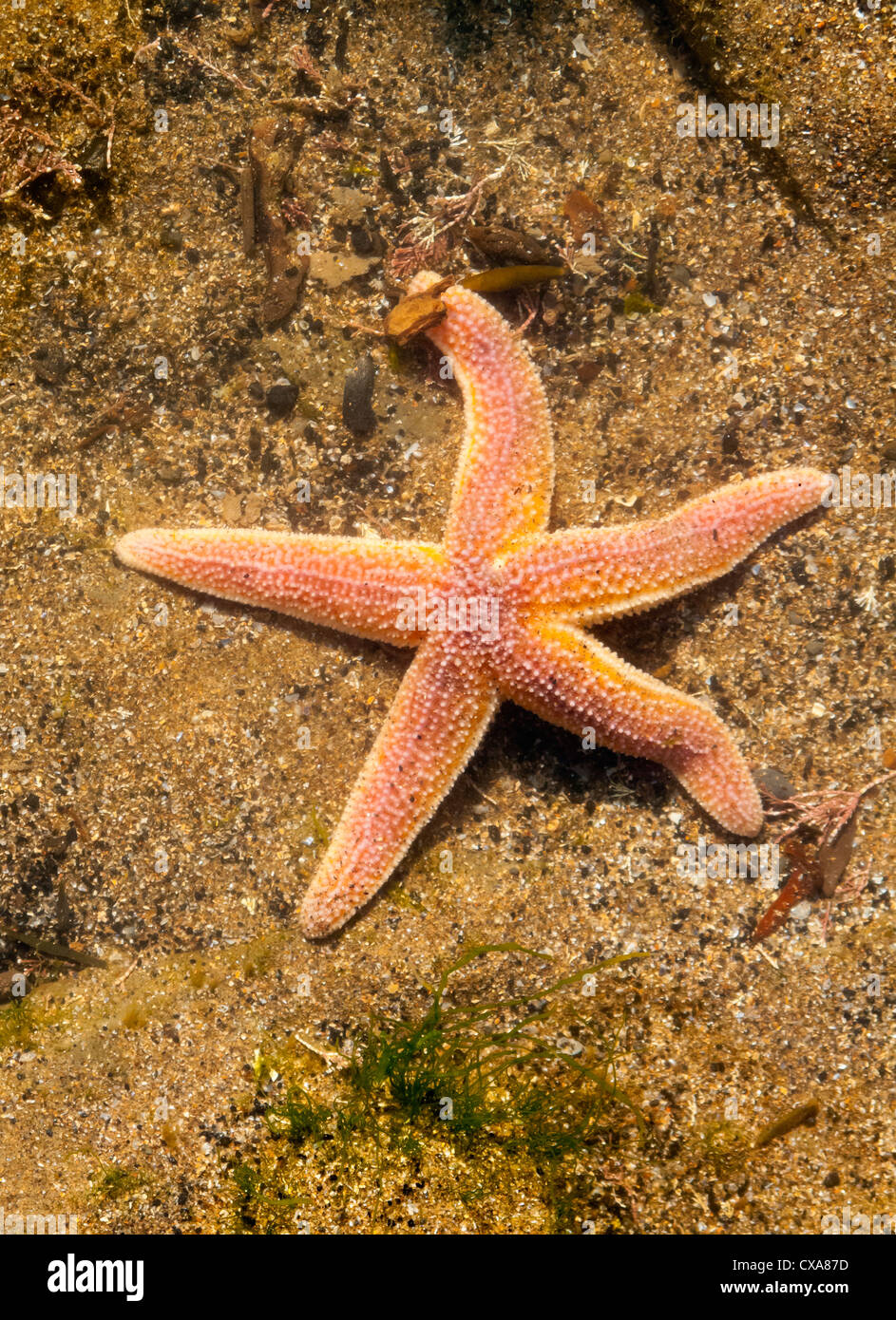 Starfish Asteroidea in a rock pool viewed through sea water at Robin ...