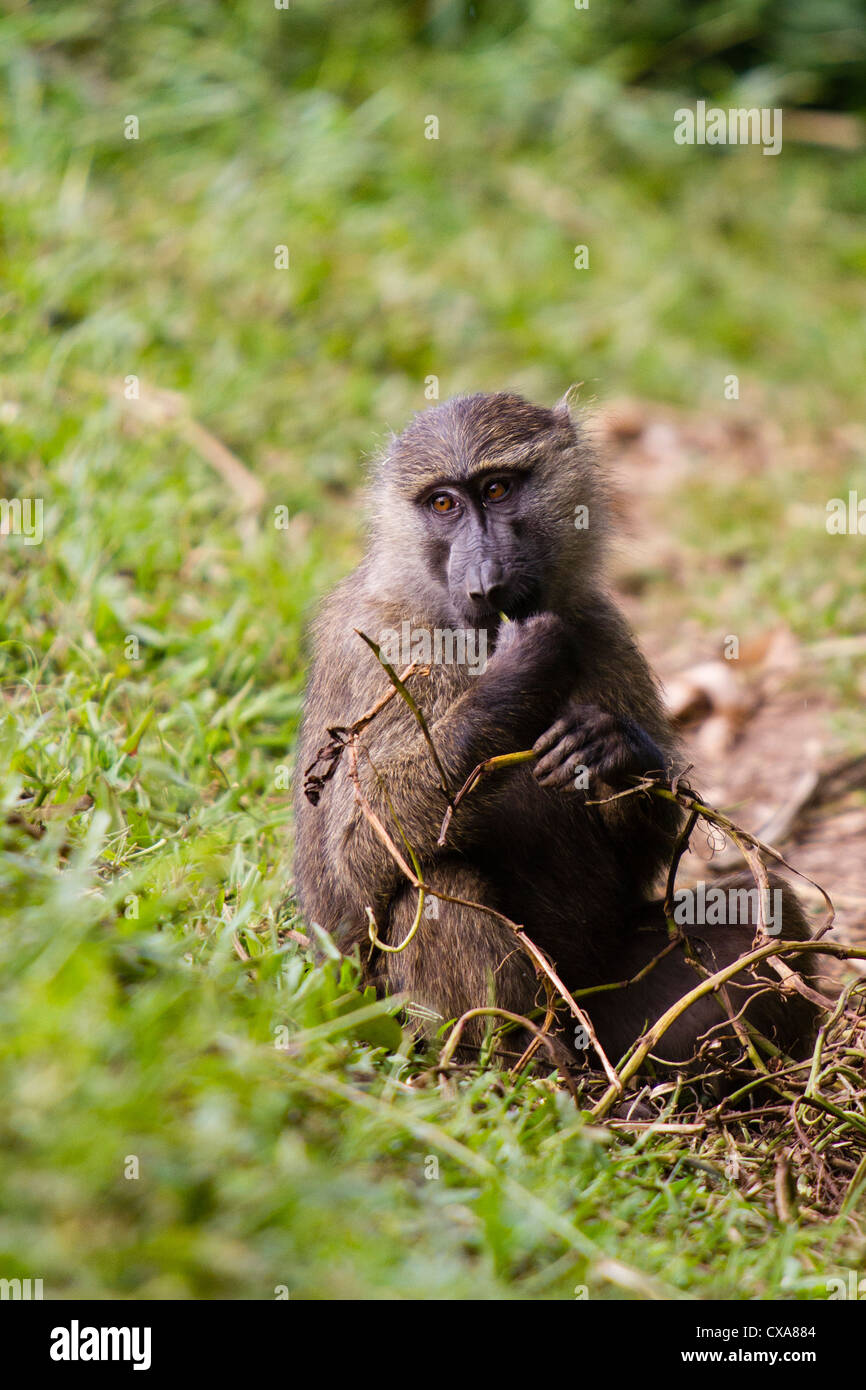 Baboon, Bigodi swamp, Uganda Stock Photo - Alamy