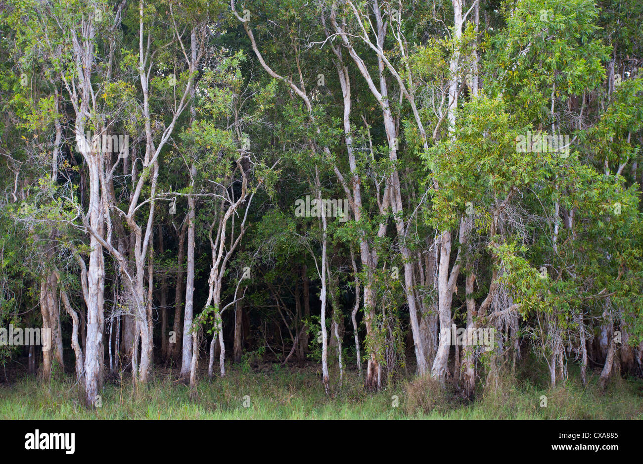 Paperbark Forest, Mamukala Wetlands, Kakadu National Park, Northern ...