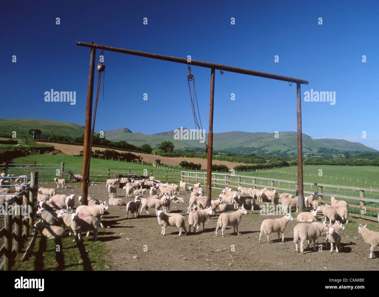 Sheep in paddock at farm in Brecon Beacons National Park with Pen y Fan ...