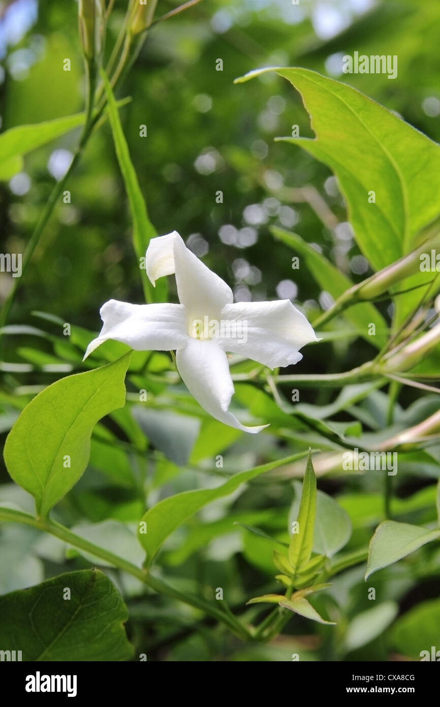 White Jasmine Jasminum Officinale High Resolution Stock Photography and ...