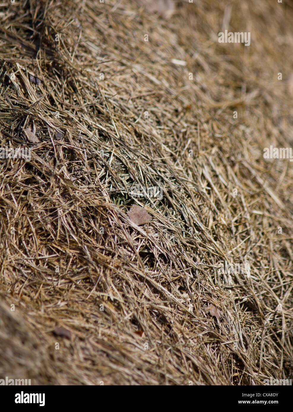 Autumnal / autumn image Straw pile with a single leaf in the middle ...