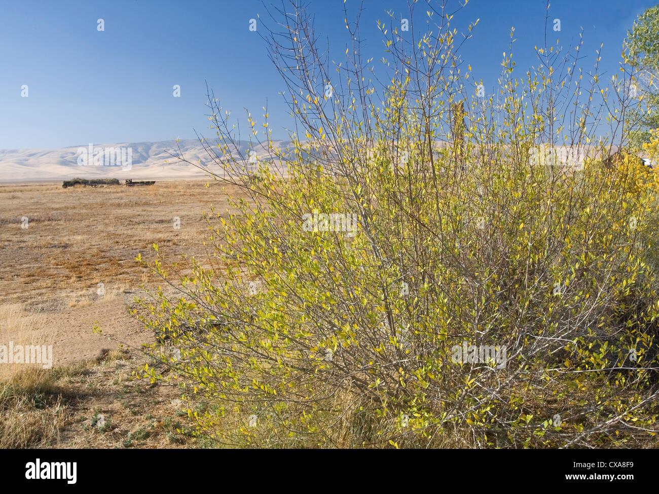 A flowering bush in the vast California desert Stock Photo - Alamy