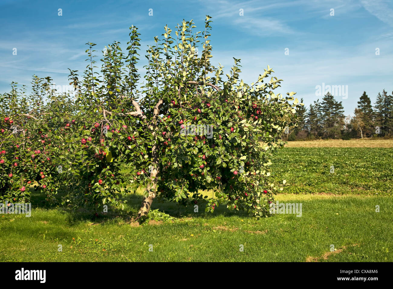 Apples on trees in a farm orchard Stock Photo - Alamy