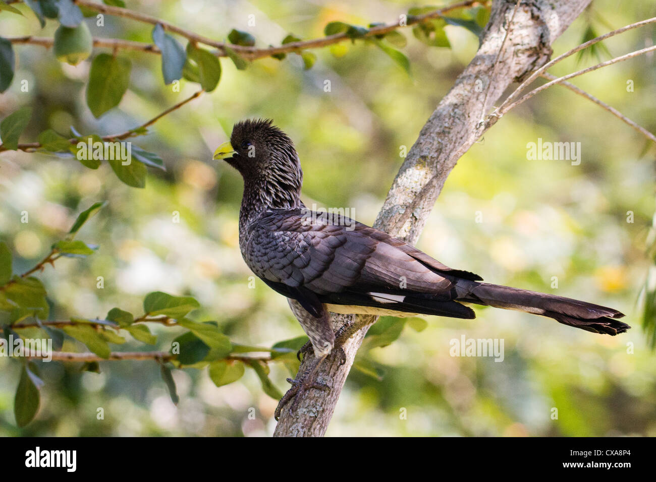 Eastern grey plantain eater entebbe uganda hi-res stock photography and ...