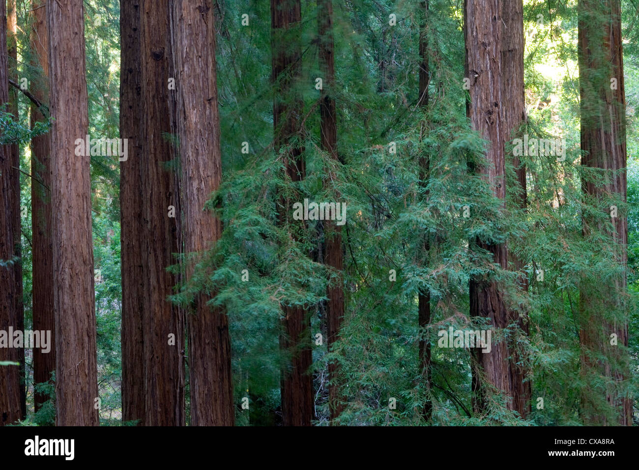 Towering redwood trees in California Stock Photo - Alamy