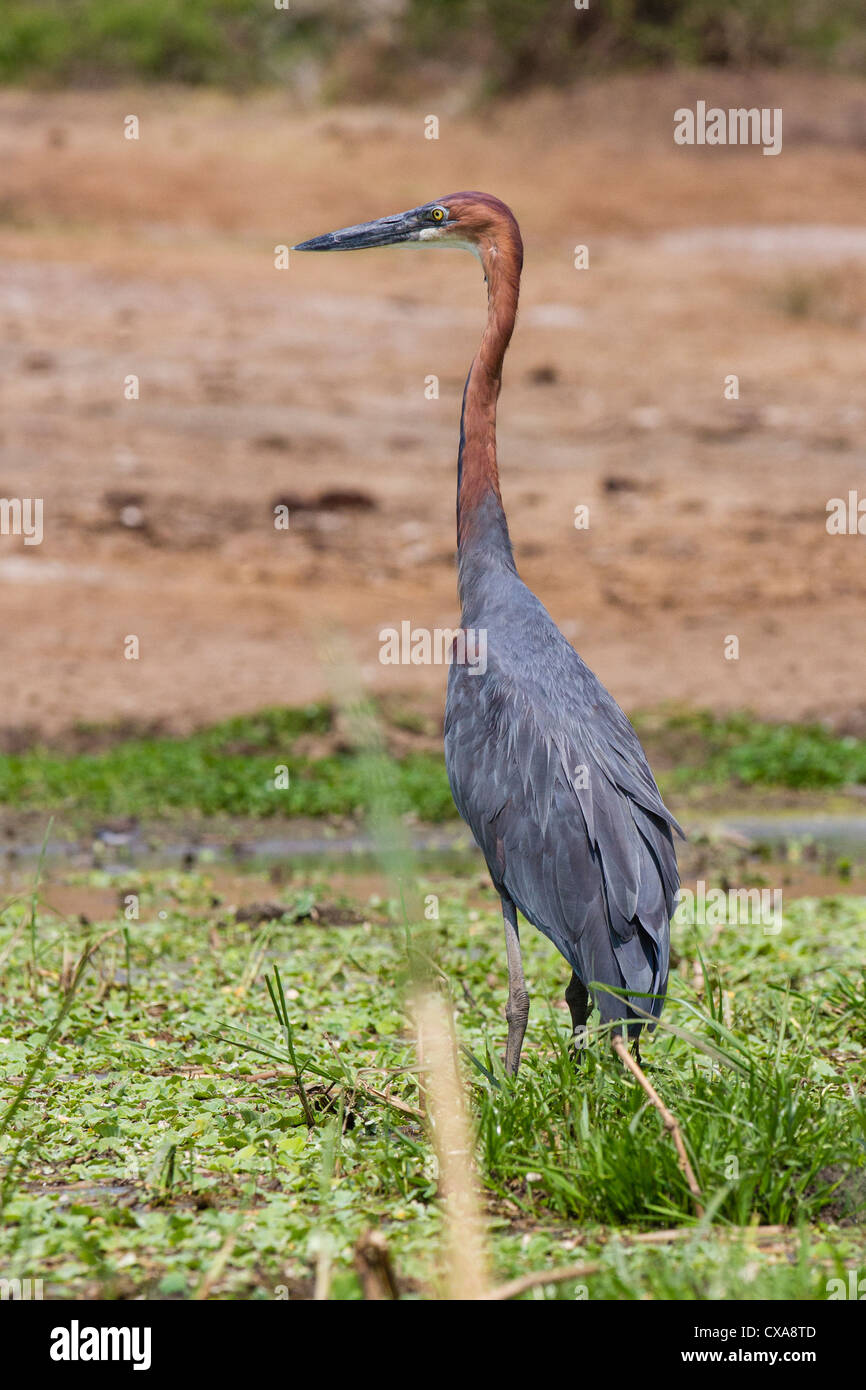 The goliath Heron is the largest heron. The Kazinga channel runs ...