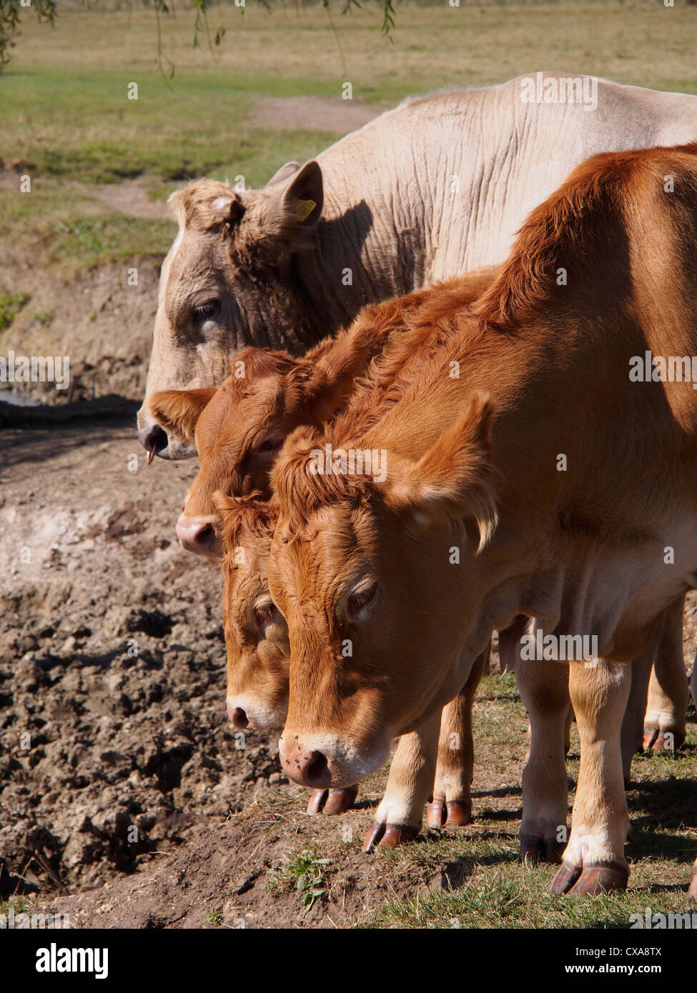 Rare breed cattle hi-res stock photography and images - Alamy