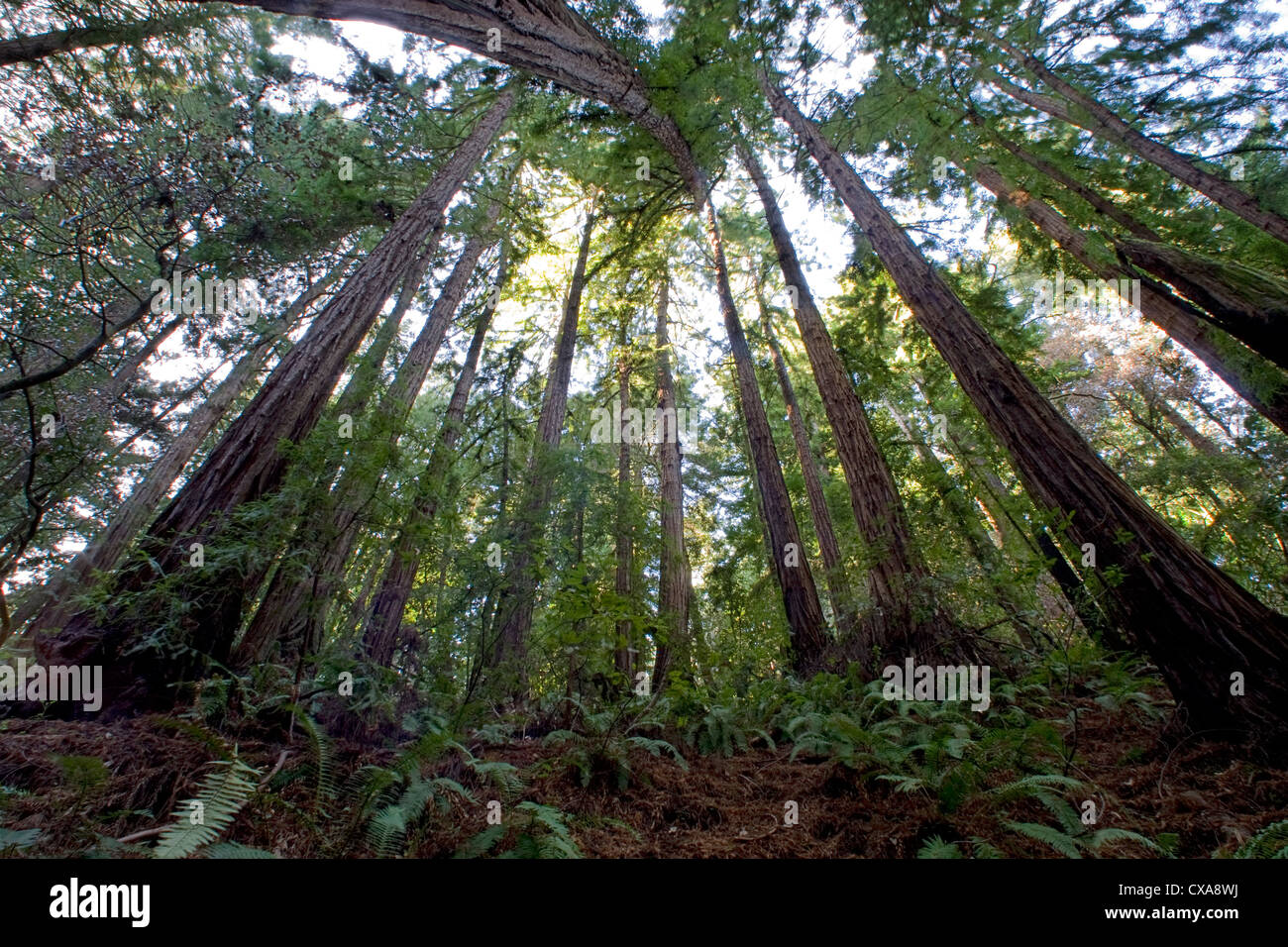 Towering redwood trees in California Stock Photo - Alamy