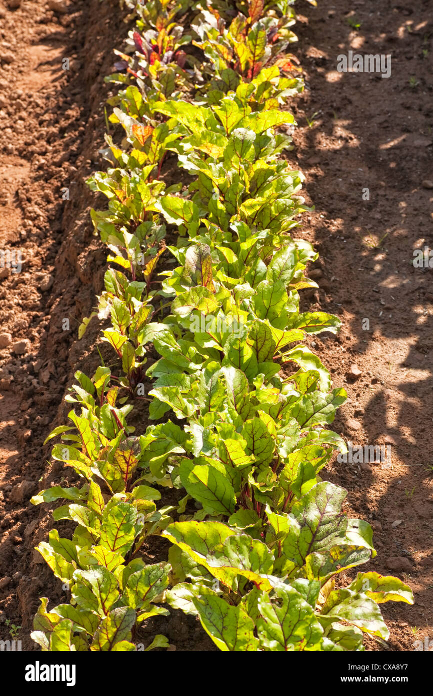 Rows of young beet plants in the summer garden Stock Photo - Alamy
