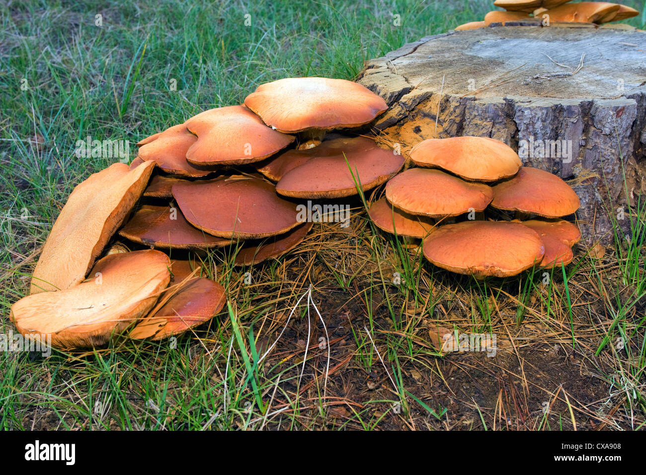 California mushroom hi-res stock photography and images - Alamy