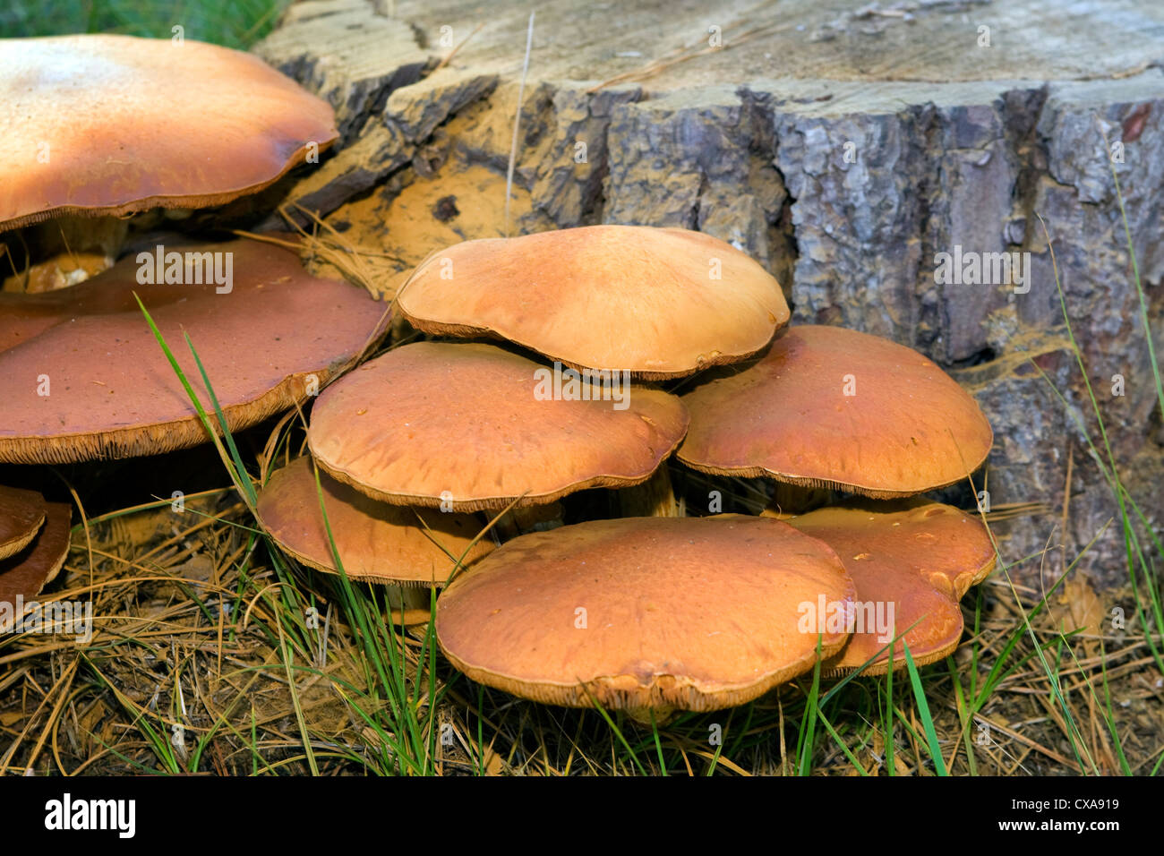 Wild mushrooms in California Stock Photo - Alamy
