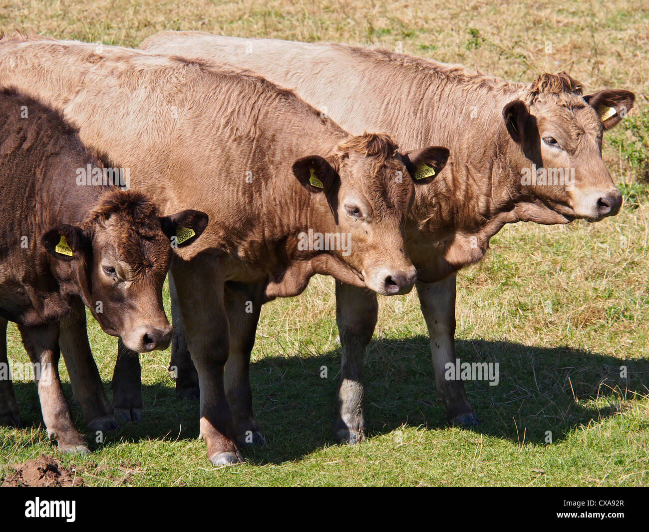 Rare breed cows in River Thames to cool off Stock Photo - Alamy