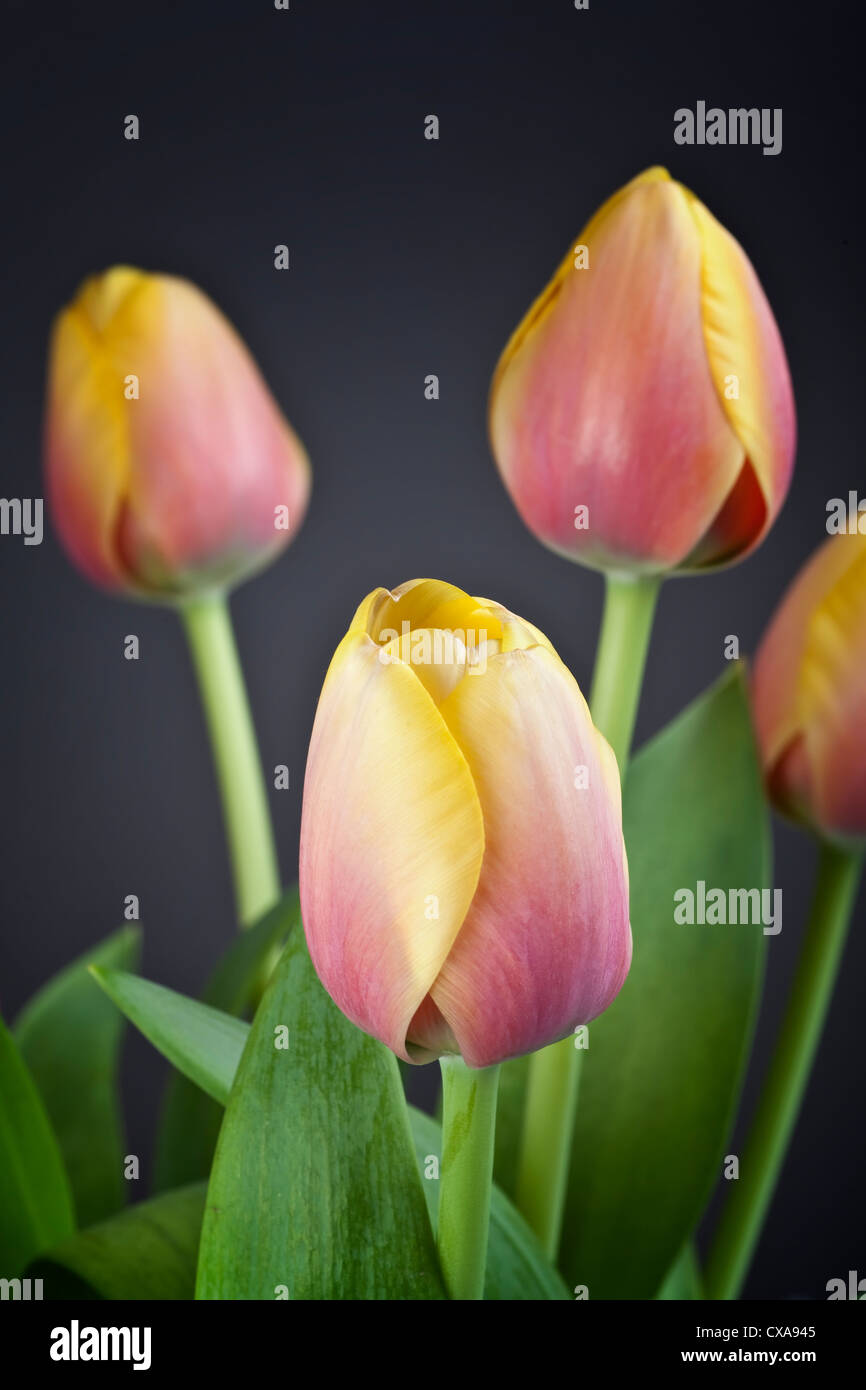Verena classic flower hi-res stock photography and images - Alamy