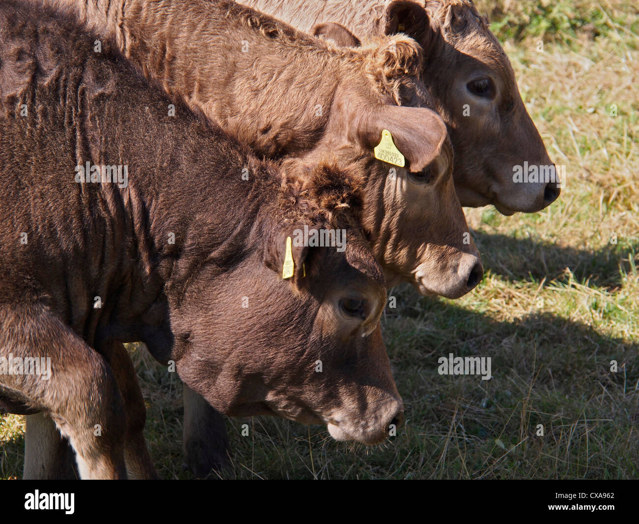 Native bull breeds hi-res stock photography and images - Alamy