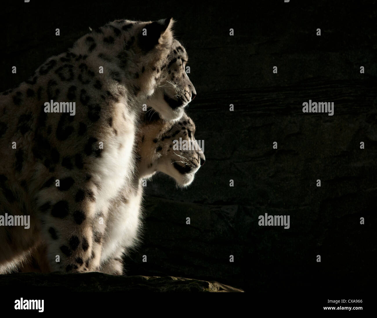 Snow leopards (profile Stock Photo - Alamy