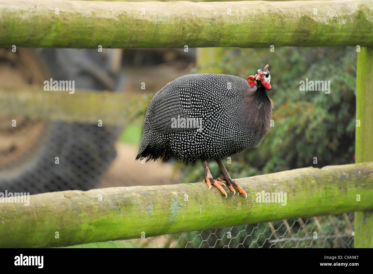 Guineafowl in a country park Stock Photo - Alamy
