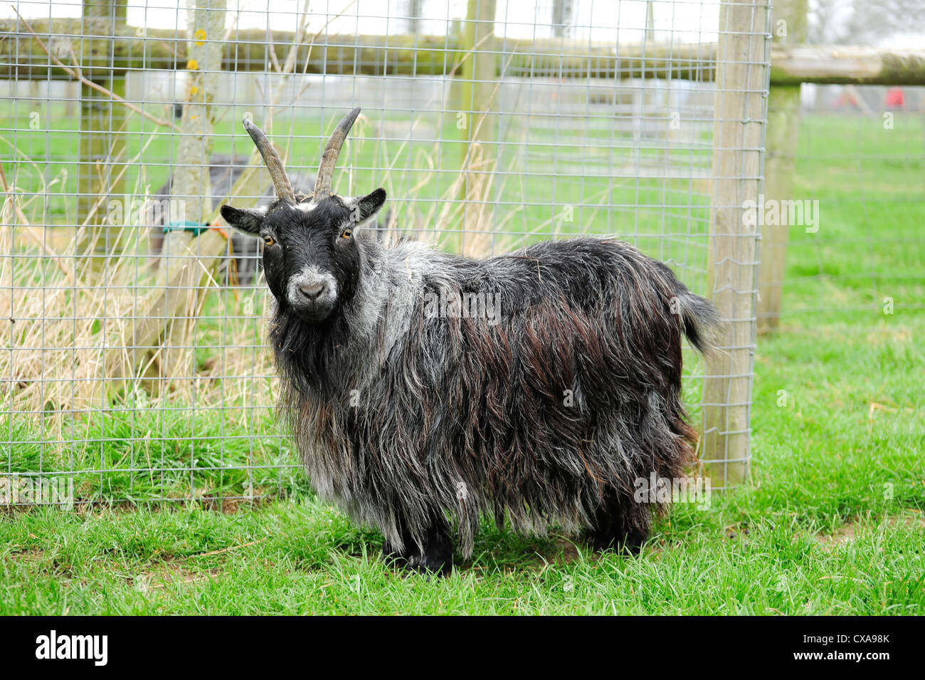 billy goat in a country park Stock Photo - Alamy