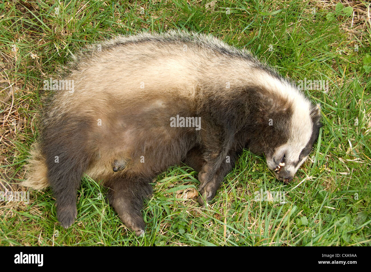 Badger dead at the roadside Stock Photo - Alamy