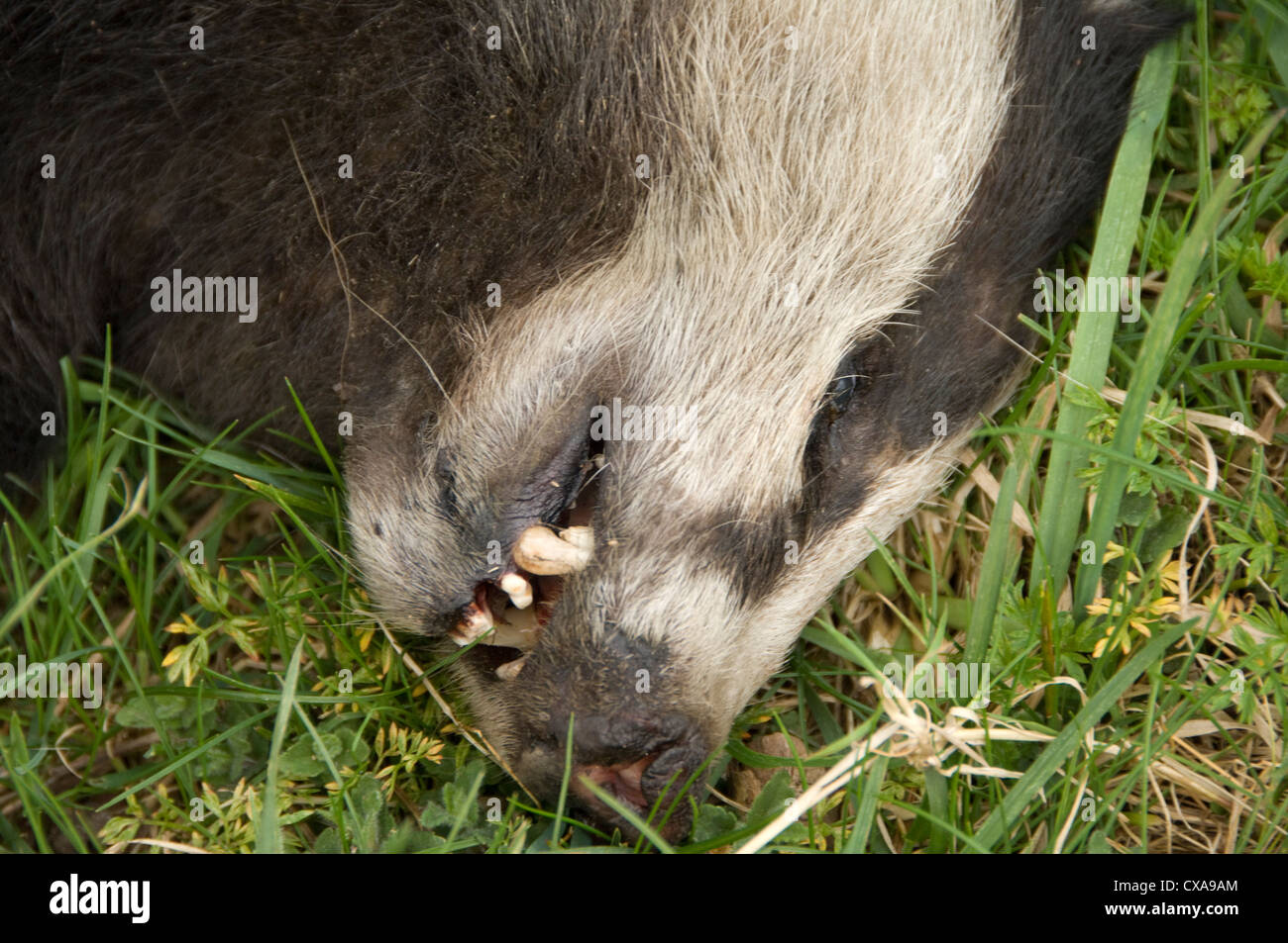 Dead badger roadside in the Lakes Stock Photo - Alamy