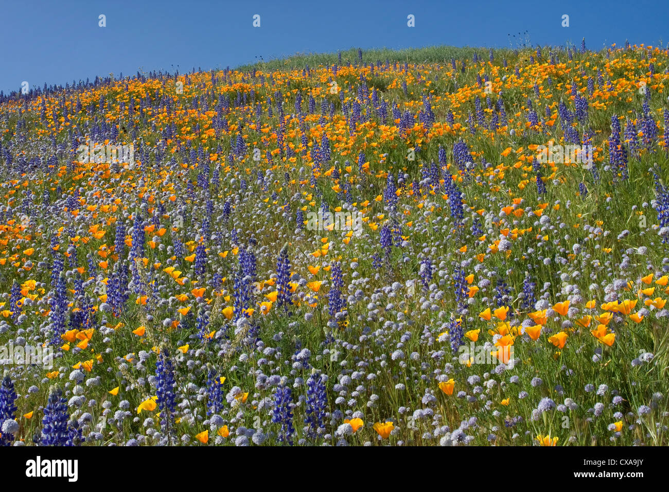 Lupine and California poppy flowers in bloom Stock Photo - Alamy