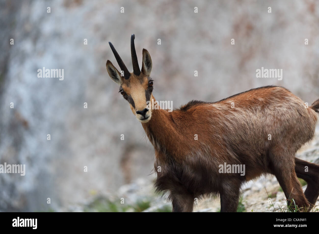 chamois (Rupicapra Carpatica Stock Photo - Alamy