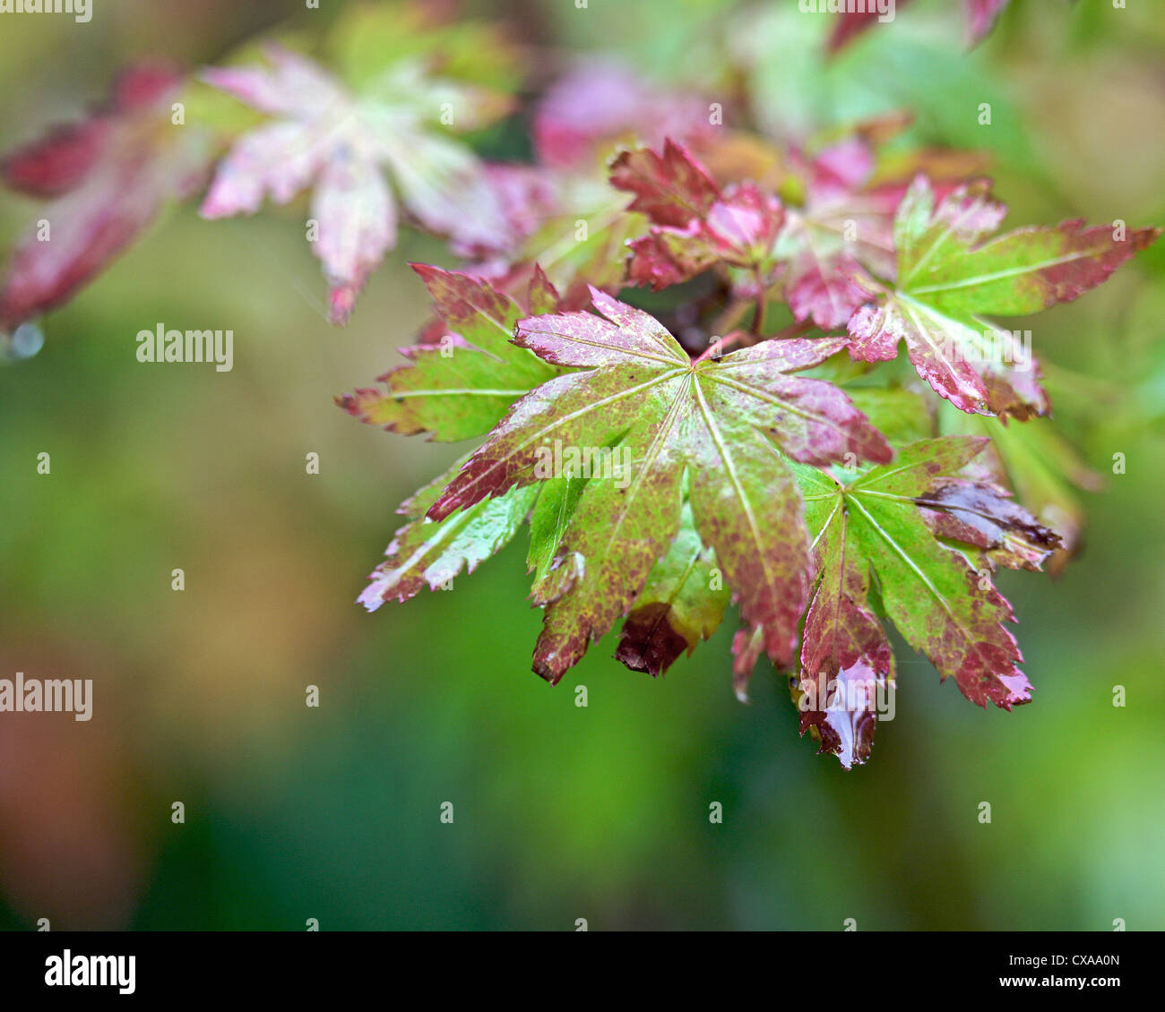 Japanese acer plant Stock Photo - Alamy