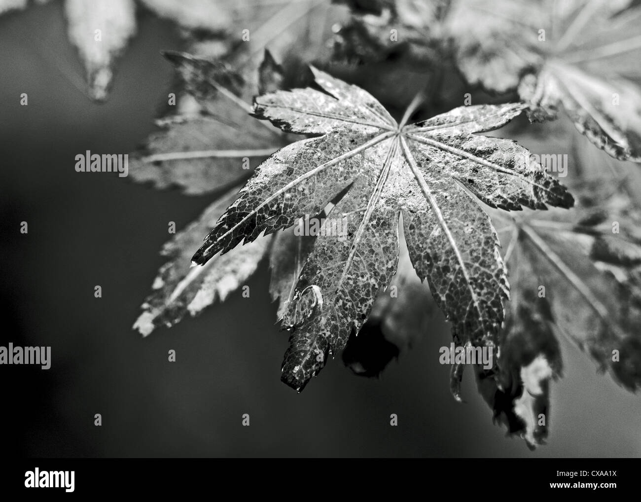 Japanese acer plant Stock Photo - Alamy