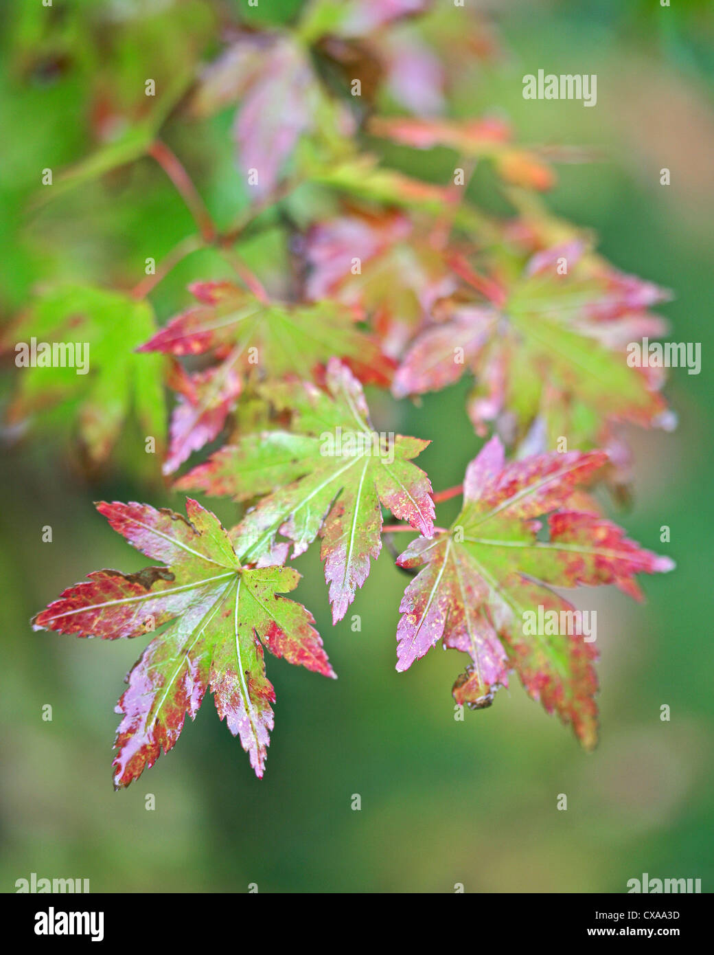 Japanese acer plant Stock Photo - Alamy