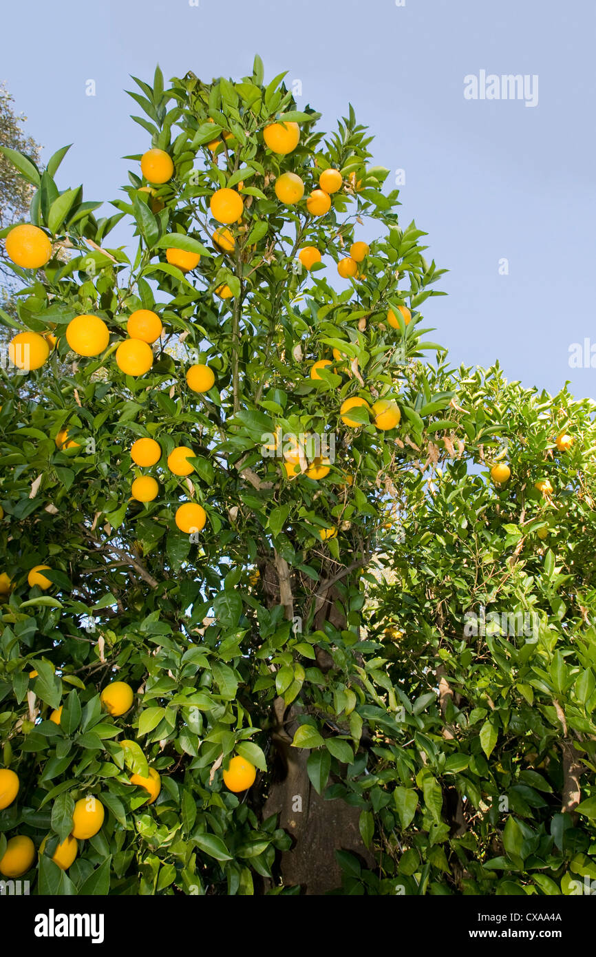 Orange tree hi-res stock photography and images - Alamy