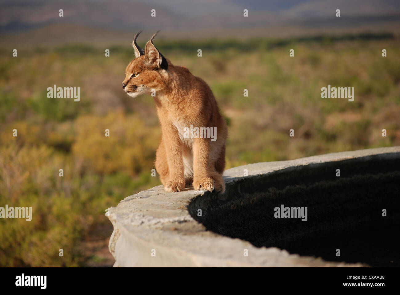 Caracal sitting hi-res stock photography and images - Alamy