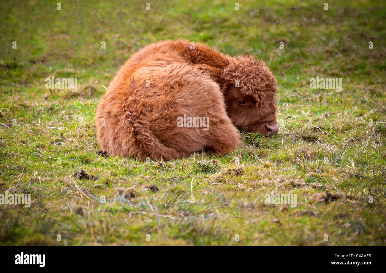 A very young Highland Cow is curled up with a somewhat thoughtful if ...