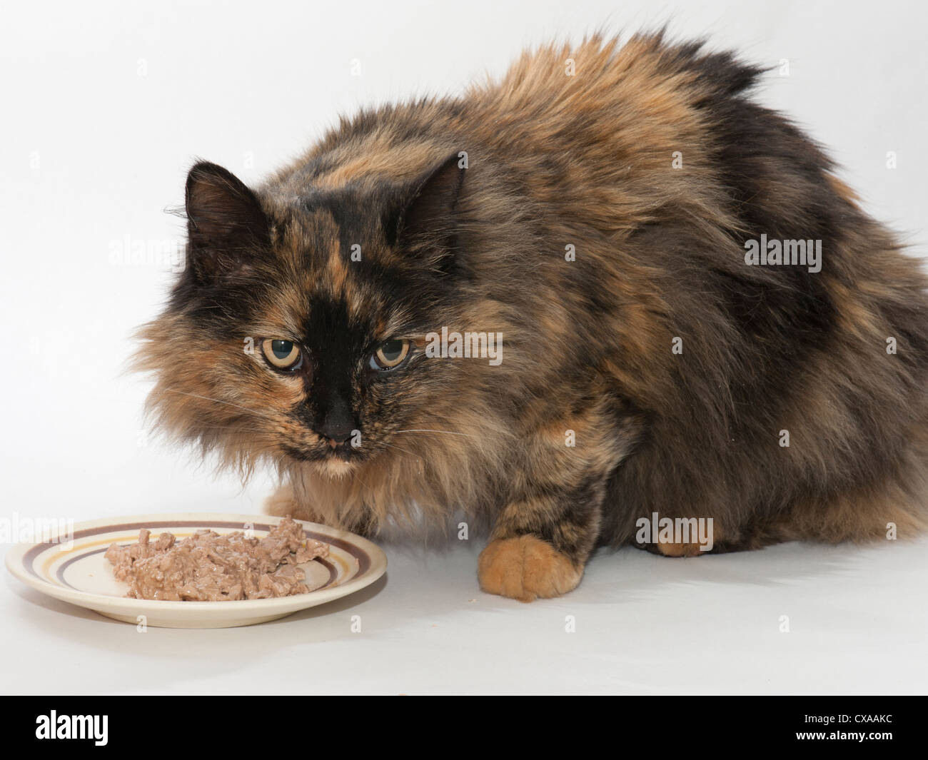 Tortoise shell cat hi-res stock photography and images - Alamy