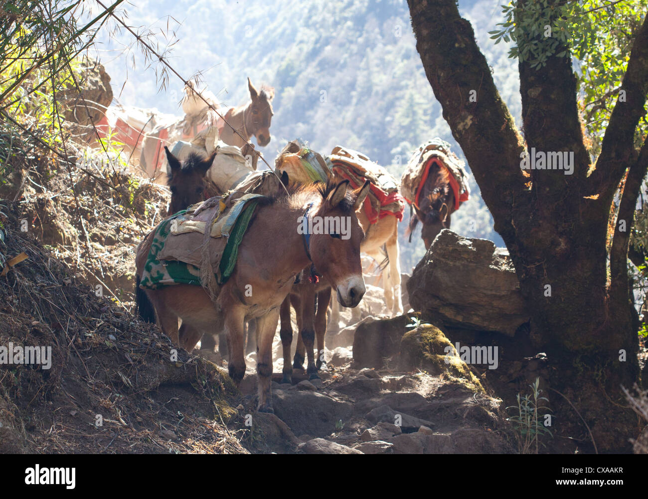 Mule train hi-res stock photography and images - Alamy