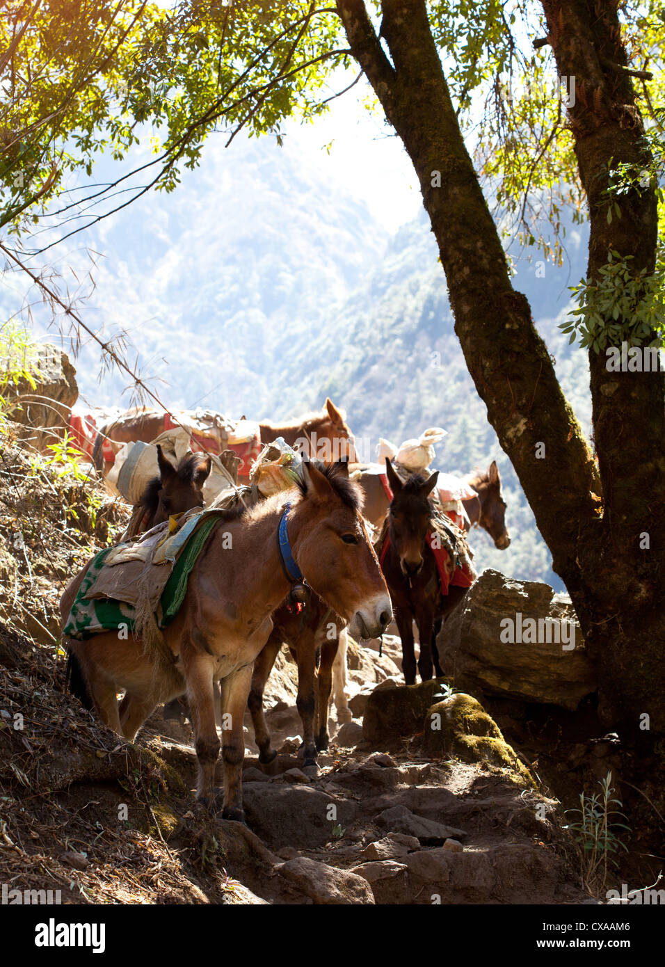 Mule train hi-res stock photography and images - Alamy