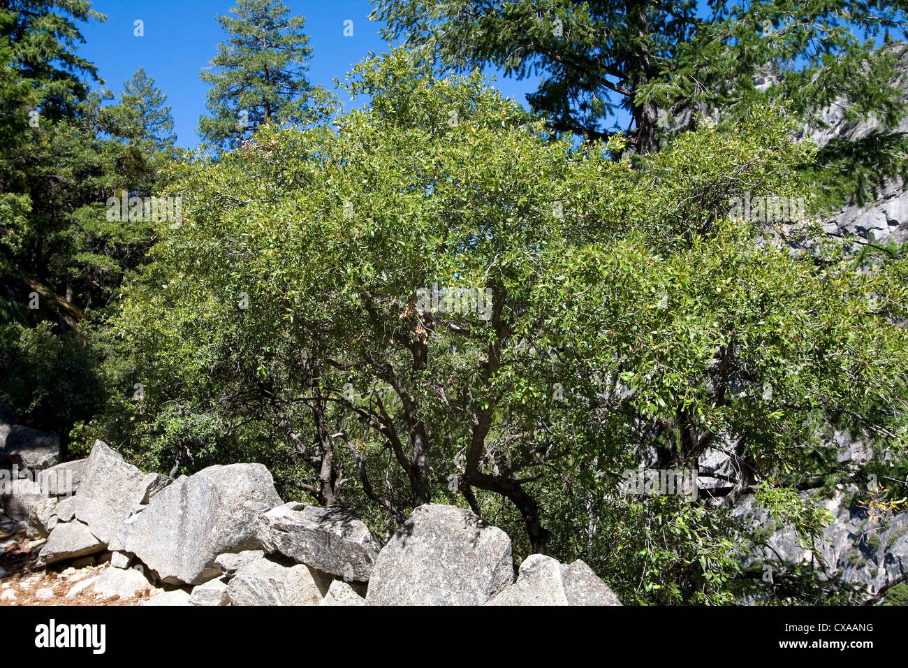Chaparral plants hi-res stock photography and images - Alamy