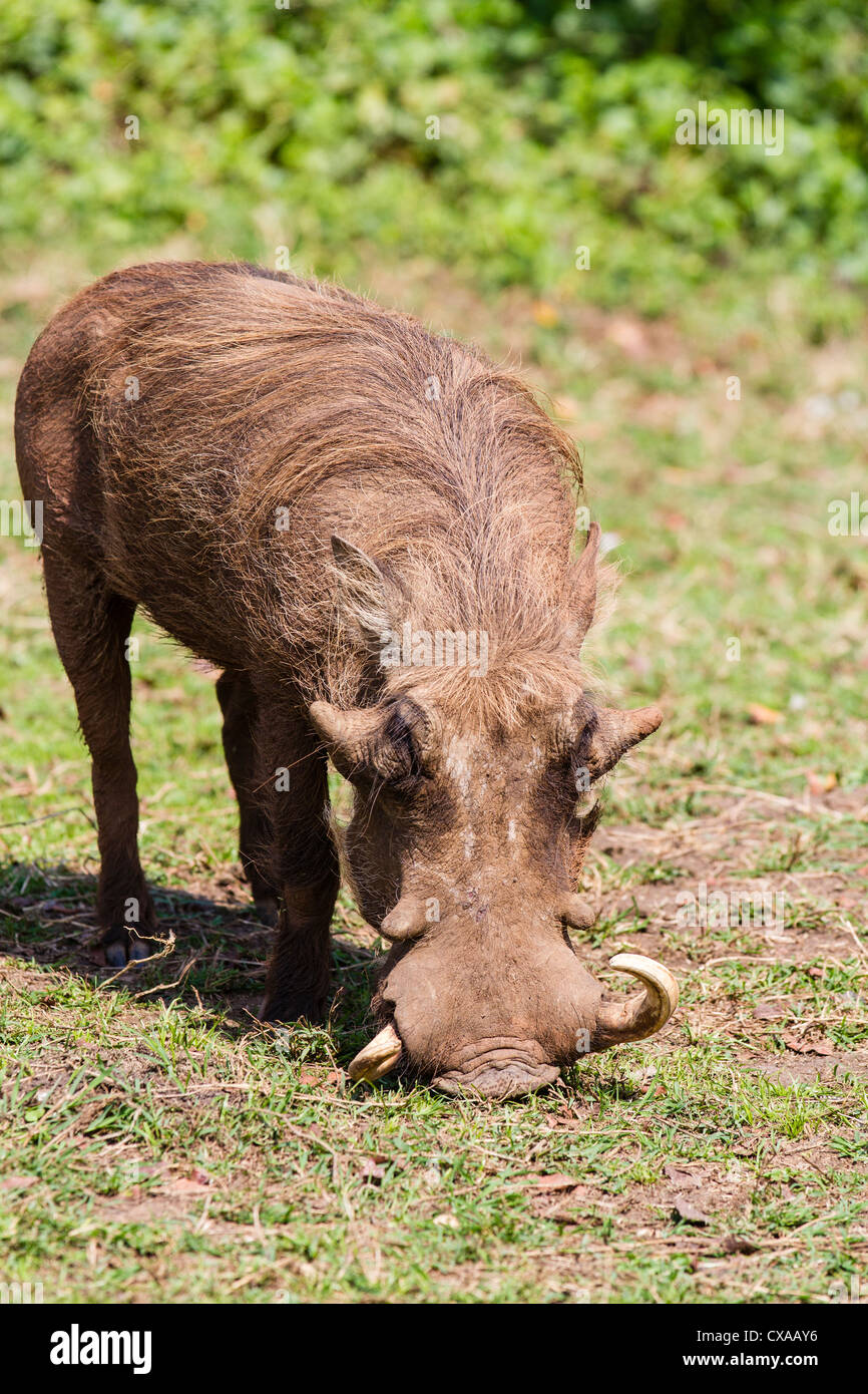 Warthog eating hi-res stock photography and images - Alamy