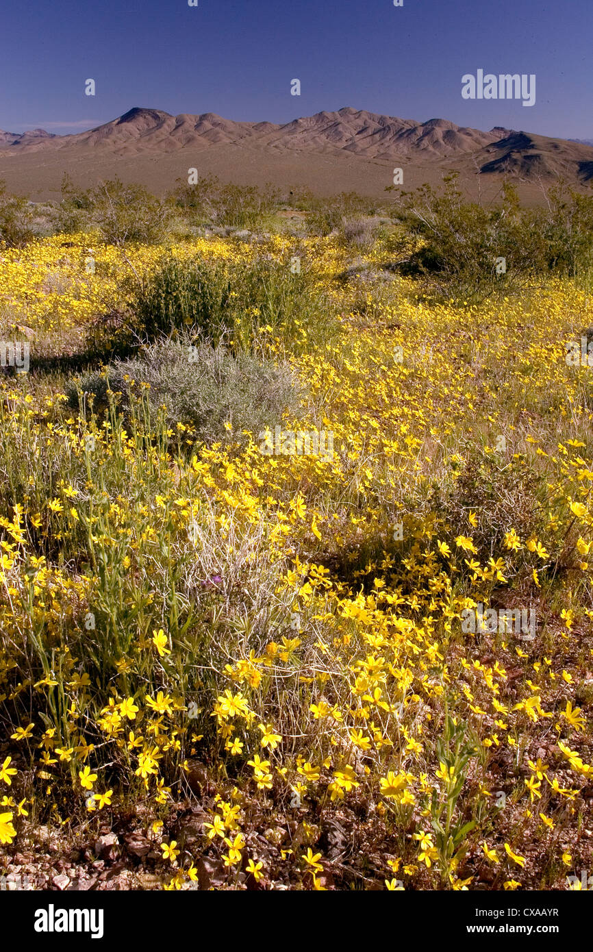 Death valley spring wildflowers hi-res stock photography and images - Alamy
