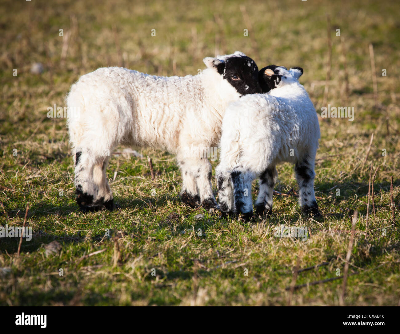 Talisker bay farm hi-res stock photography and images - Alamy