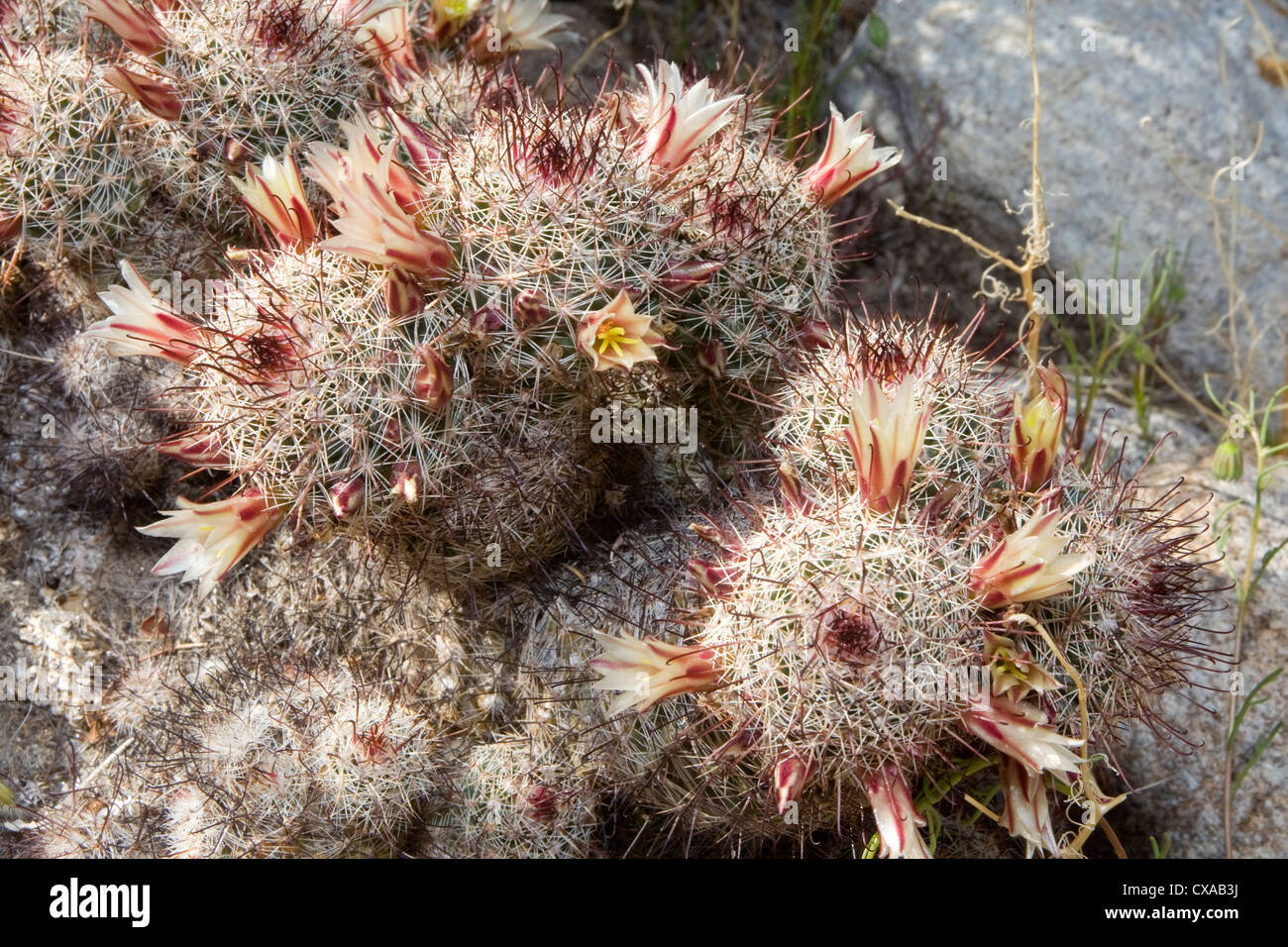 A fishhook cactus in bloom in the California desert Stock Photo - Alamy