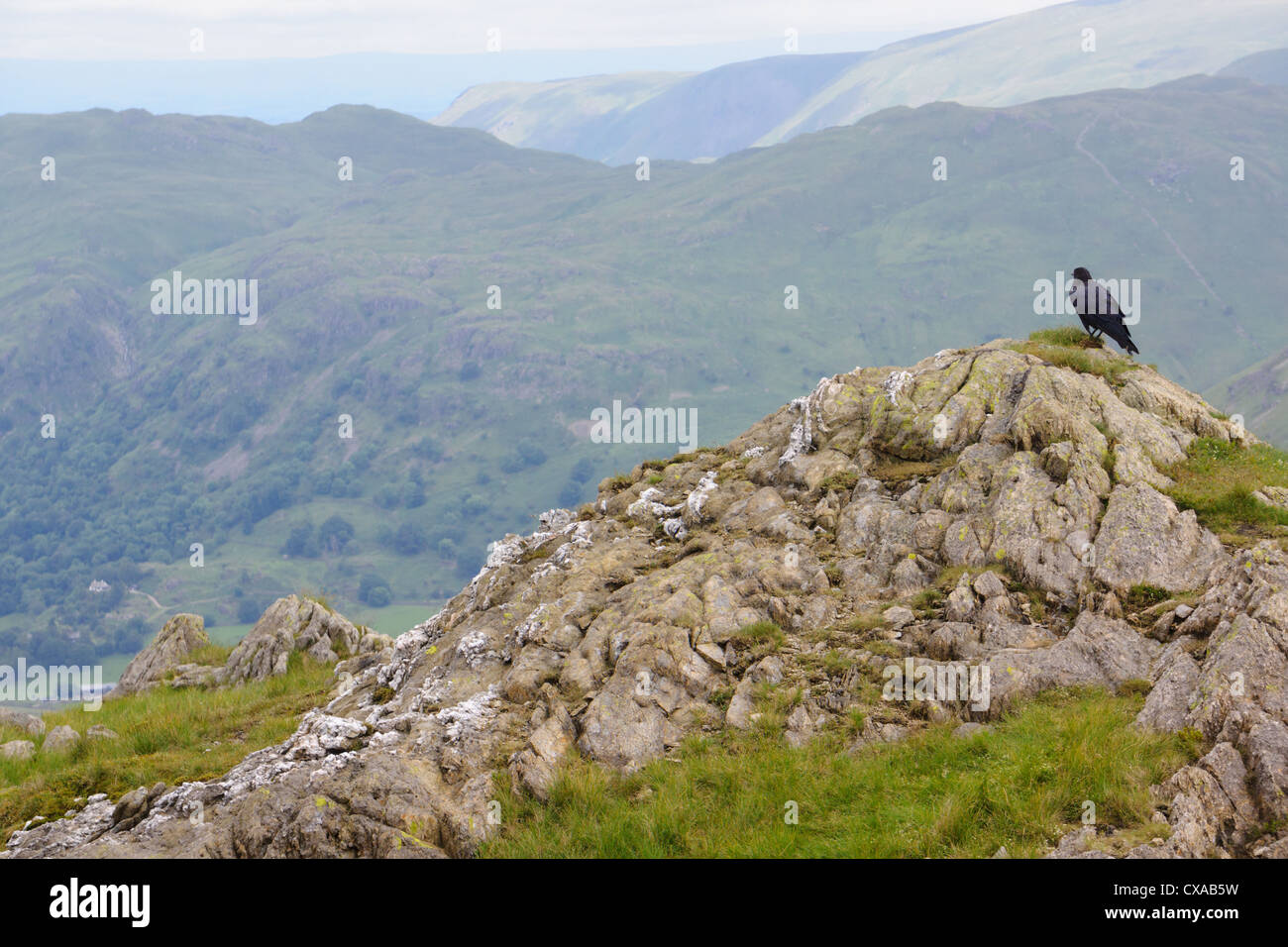 A crow is perched on the edge of a crag looking out over Dovedale Beck ...